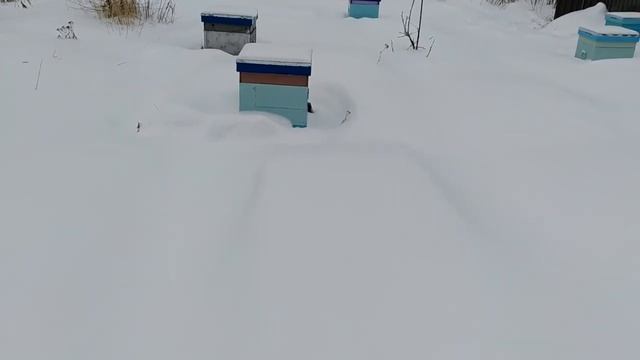 Караси в пчелиной поилке