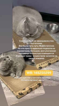Когтеточка - топ💯