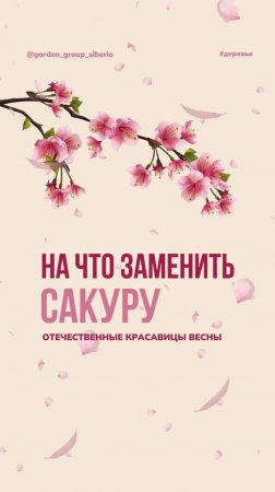 Вот на Что можно заменить сакуру в российском саду?👇