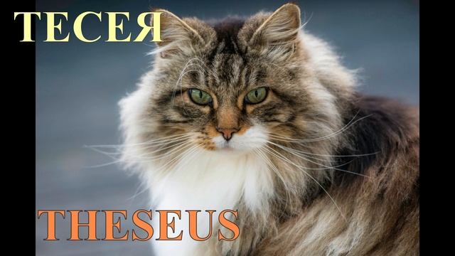 Как красиво назвать кошку