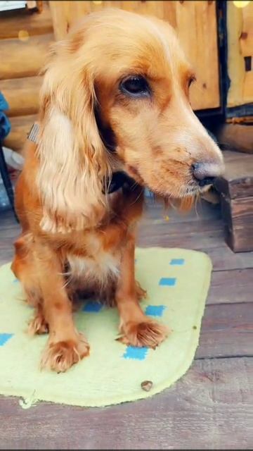 Пришлось подрезать ушки!