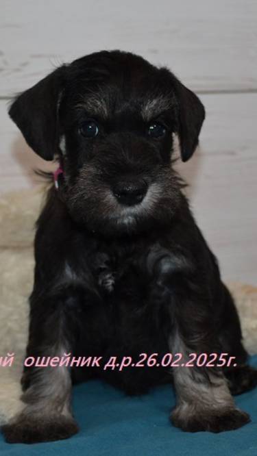 Цвергшнауцер две девочки.