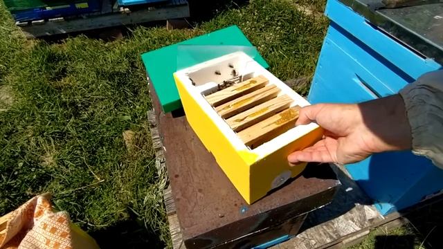 Нуклеус часть 2 Яяязь! матка облетелась и засеяла!