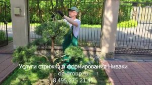 Услуги стрижки и формирования сосны Ниваки. Выезд агрономов в Москве и МО. Звоните и заказывайте!