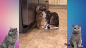 Весёлые и смешные домашние животные
