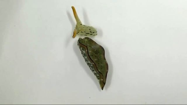 Голова отделяется от тела, - тело умирает, а голова отращивает новое тело.