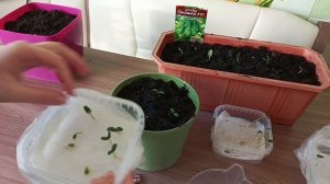 Съездила к стоматологу__сажаю огурцы__отдаю детские вещи