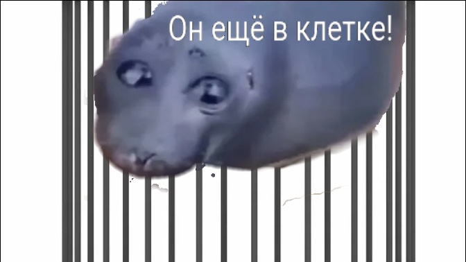 Продолжаю искать тюленя Бубу в роблокс!