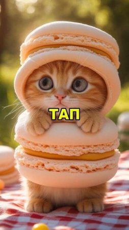 ТАБА ЛАПКИ 💖