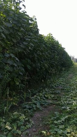 Россия  Казахстан Астана Шымкент Тошкент Тожикистон Кыргызстан