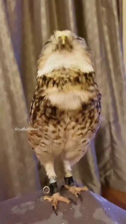 Любимая животинка