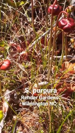 Bug eating pitcher plants