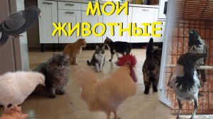 АННА. У МЕНЯ ОЧЕНЬ МНОГО ЖИВОТНЫХ!
