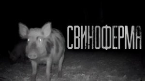 свиноферма бусти кот бегемот