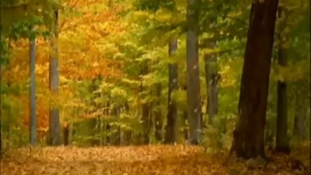 Вивальди времена года. Осень