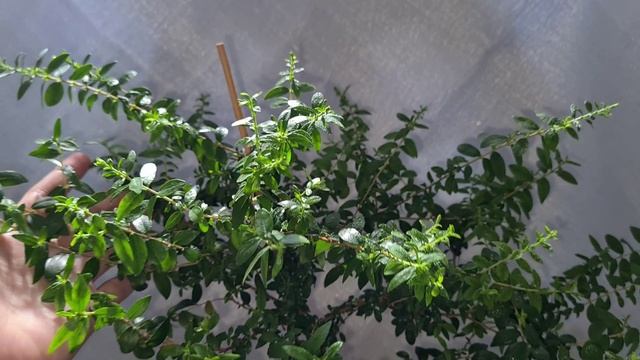 Тарантино зеленый 16