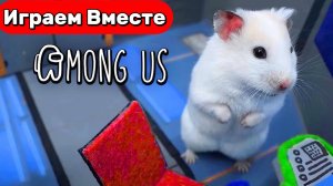 Лабиринт для Хомяка 🐹 Умный хомяк играем в игру Амонг Ас ! Видео для детей