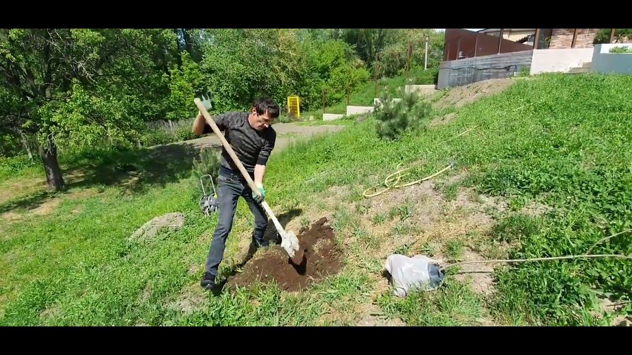 Сажаю дерево у заказчика#дом34кафян #сиппанели #сипдома #волгоград