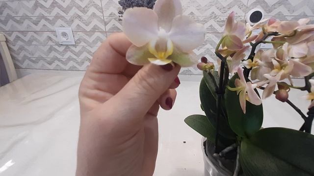 Эту орхидею я давно хотела в свою коллекцию. Распаковка посылки.
