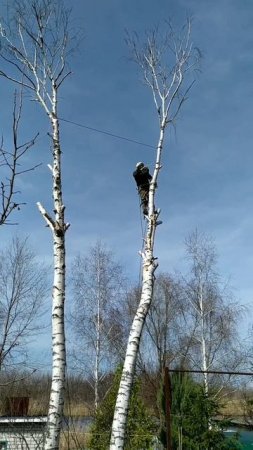 Удалить дерево в Энгельсе мог только арборист