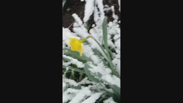 В юном месяце апреле, или апрельский нежданчик.