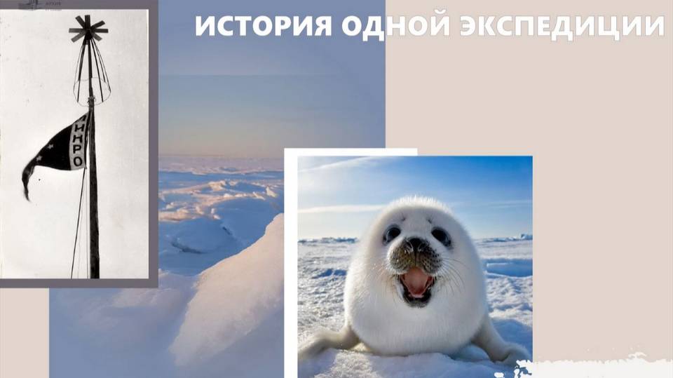 Гренландский тюлень: история одной экспедиции...