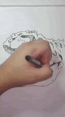 Giganotosaurus skeleton head | illustration & drawing