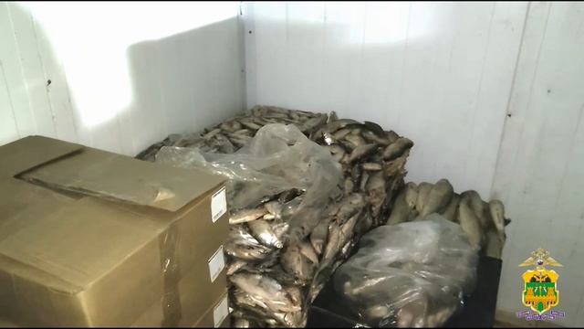 На Кубани полицейские пресекли незаконный оборот водных биоресурсов
