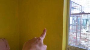 НЕОЖИДАННАЯ РЕАКЦИЯ ПУМЫ НАЛЫ И РЫСИ СИМБЫ НА МОЁ ВОЗВРАЩЕНИЕ