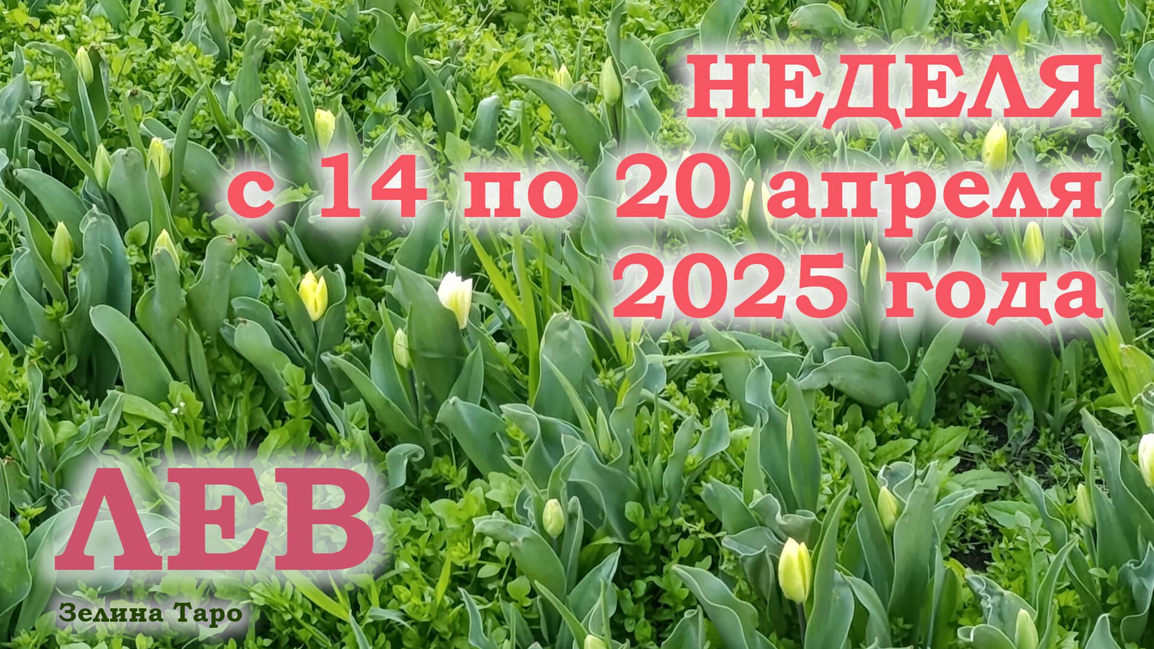 ЛЕВ | ТАРО прогноз на неделю с 14 по 20 апреля 2025 года