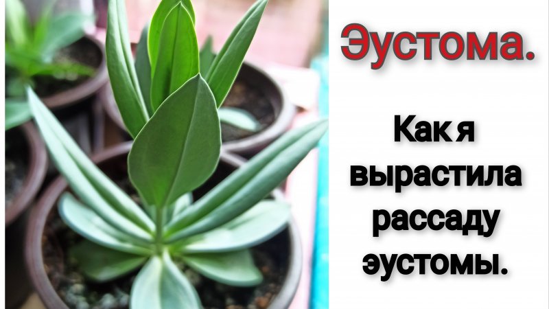 Посадка эустомы.