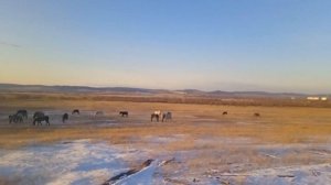 @табун заглянул к нам в гости#чита