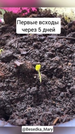 ГИПОЭСТЕС
SPLASH SELECT PINK 🌱 Вырастить гипоэстис из семечки результат 😻