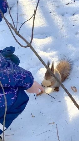 19-01-2025 белка в Алтуфьевском заказнике