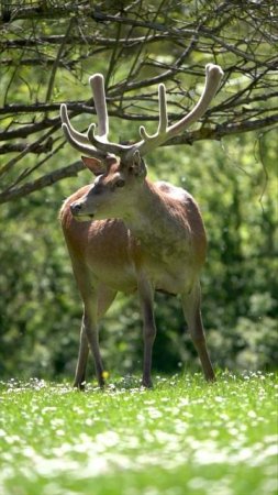 deer in the wild short #shorts