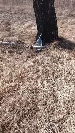 БЕРЁЗОВЫЙ СОК 👍