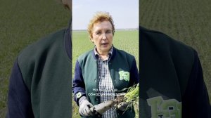 Что происходит в полях Краснодарского края?