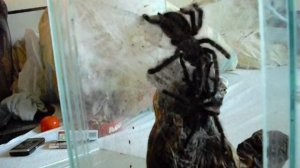Avicularia sp amazonas purple feeding