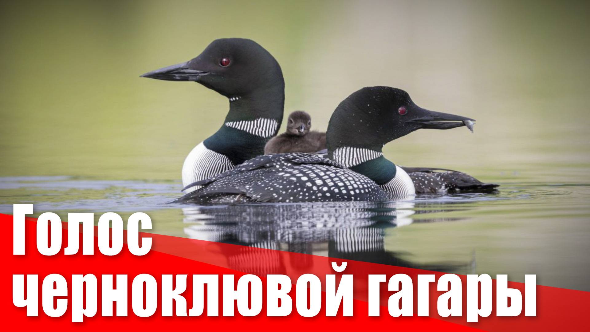 Пение Гагары черноклювой (Gavia immer)
