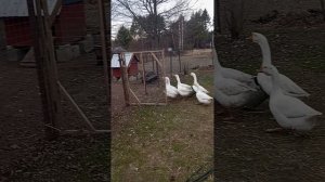 Гусь Яша прикарманил ведро