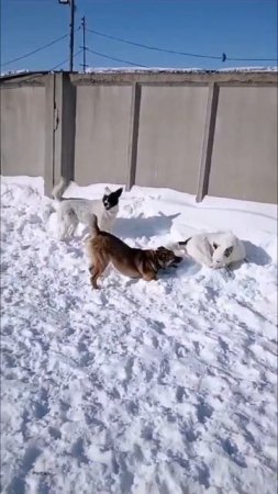 ХЕППИ, ДИНГО и ШАРЛИН🐾❤️