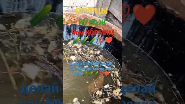 БЮДЖЕТНО ЧЕМ МЫ КОРМИМ ОГУРЦЫ КУРАЖ 🥒🥒🥒💯❤️...