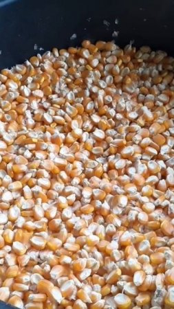proses penggilingan jagung giling @Maz rohmat DISKMILL