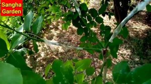 Nidosa casia tree(#Cassia javanica) care !2021