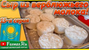 Верблюжий сыр! Делаем мягкий сыр из верблюжьего молока! Часть 1-я. Особенности верблюжьего молока.