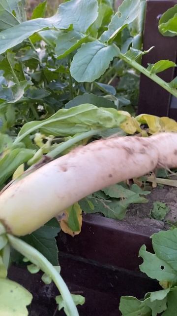 Как растет дайкон