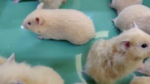 Сирийские Хомячата с короткой и длинной шерстью, 3 недели