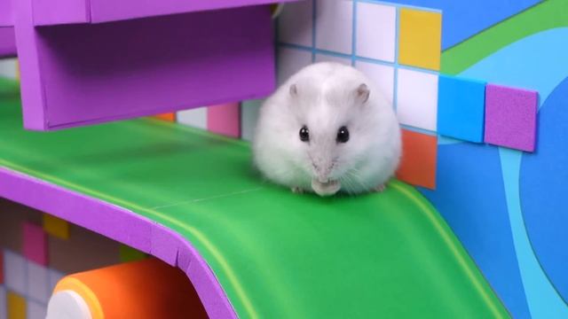 Удивительный Хомячий Лабиринт - Бассейн с Шариками - Хомяк - Видео для детей