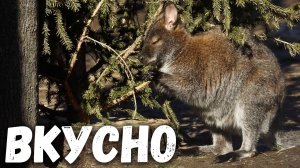 Кенгуру ест свежую еловую веточку. Ленинградский зоопарк