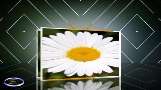 Ромашка белая.